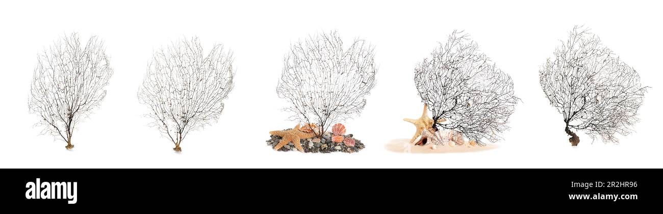 Set of beautiful branching corals on white background. Banner design ...