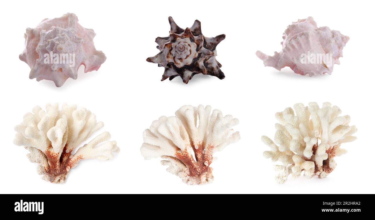 Set of different exotic sea shells and dry corals on white background ...