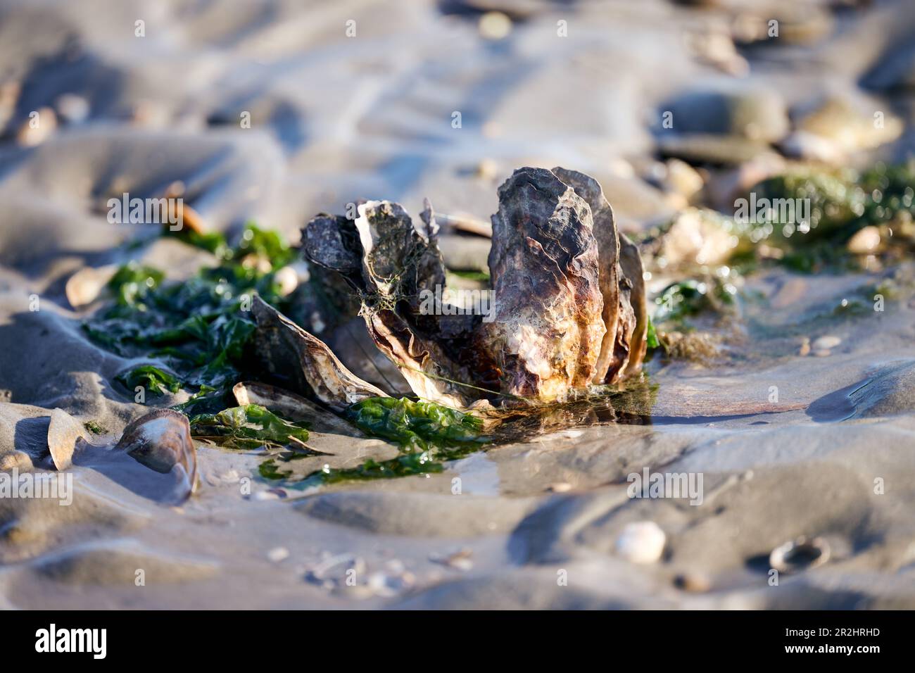 Oyster shell in the mudflats in front of Neuwerk, Hamburg, Germany ...