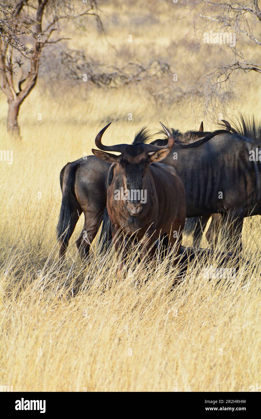 Namibia; Hardap region; Central Namibia; Kalahari; Wildebeest herd in ...