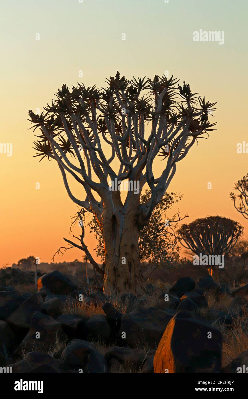 Namibia; Central Namibia; Karas region; Kalahari; Quiver Tree Forest in ...
