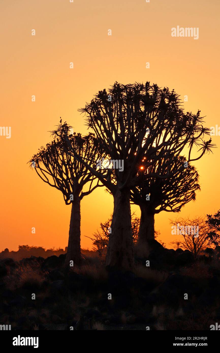 Namibia; Central Namibia; Karas region; Kalahari; Quiver Tree Forest in ...