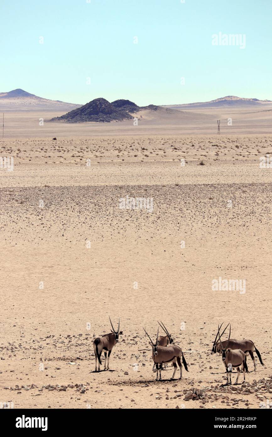 Namibia; Karas region; Southern Namibia; Namib Desert; Tsau Khaeb ...