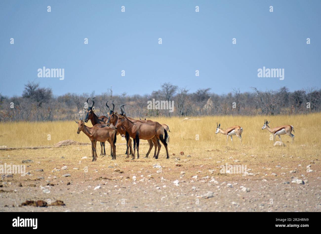 Namibia; Region of Oshana; northern Namibia; western part of Etosha ...