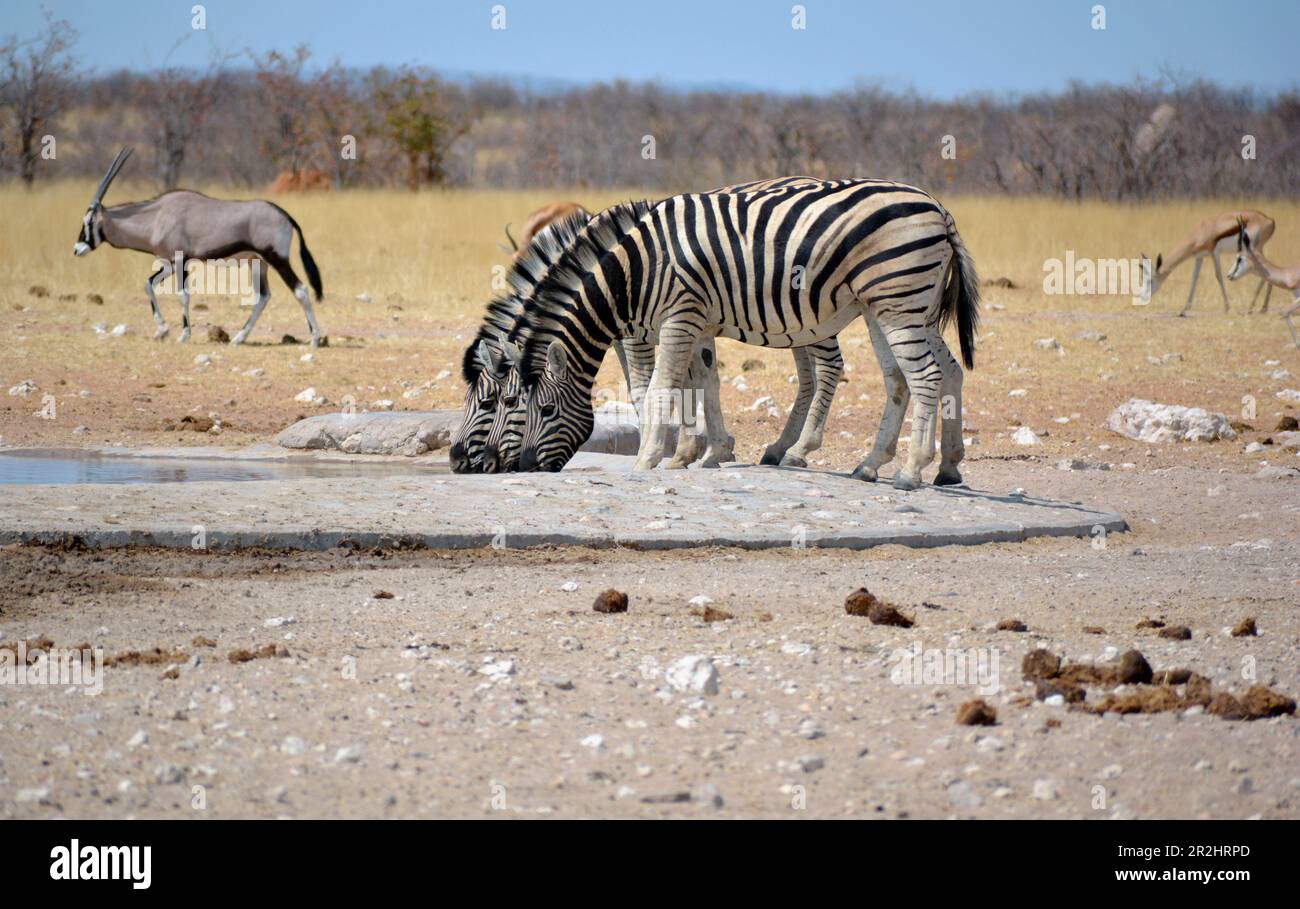 Namibia; Region of Oshana; northern Namibia; western part of Etosha ...