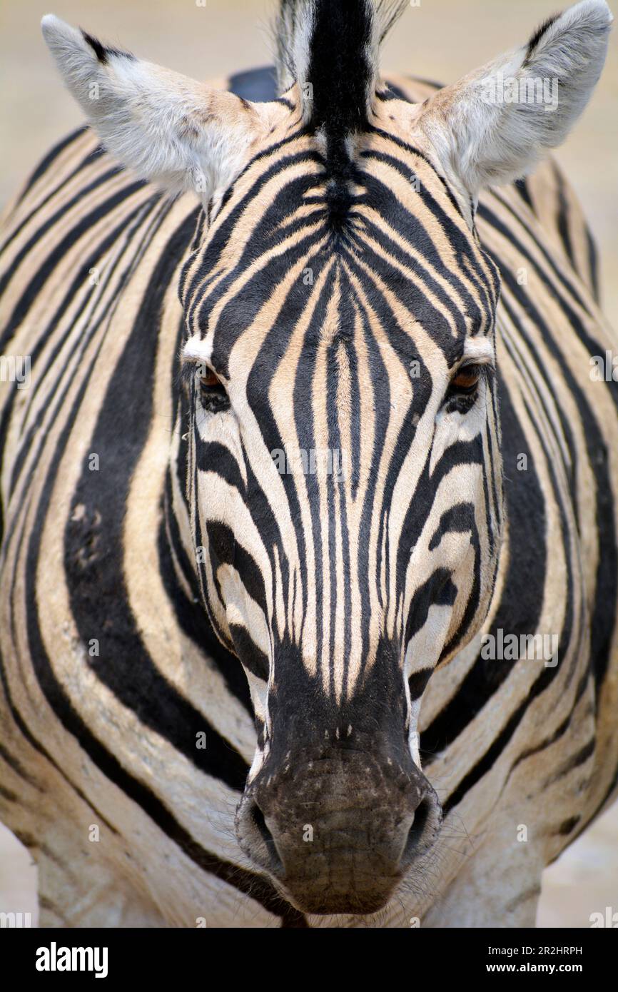 Namibia; Oshikoto Region; northern Namibia; eastern part of Etosha ...