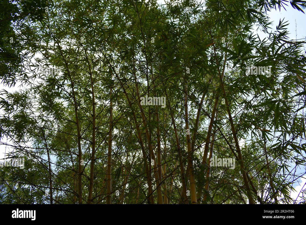 Tall Bamboo Trees in a Japanese Garden Stock Photo - Alamy