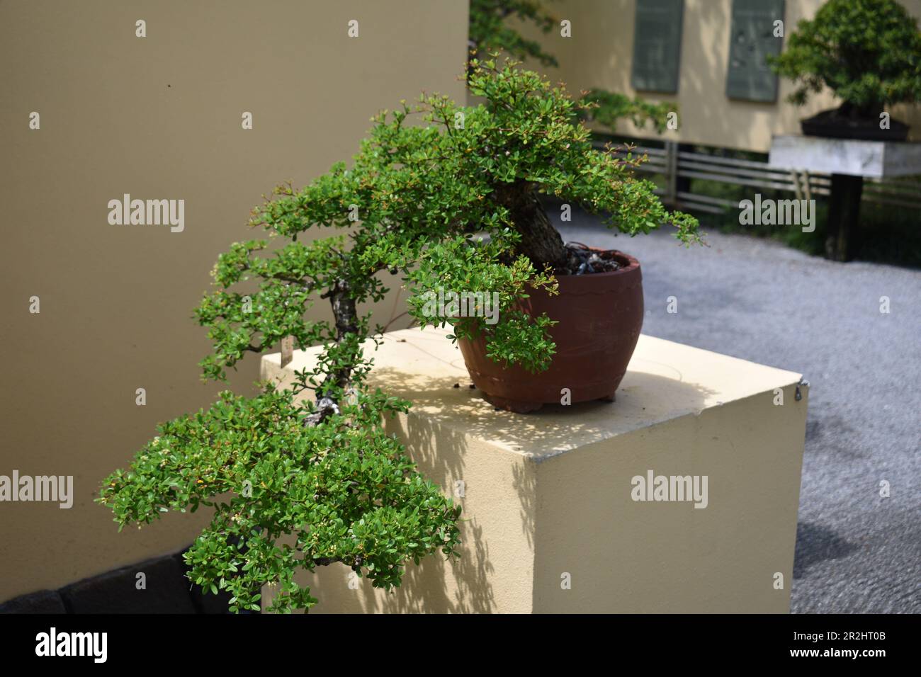 Bonsai Tree Japanese Garden Miniature Tree Stock Photo - Alamy
