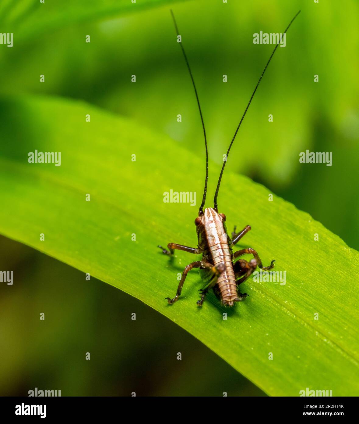Juvenile bush cricket on green leaf in blurry ambiance Stock Photo - Alamy