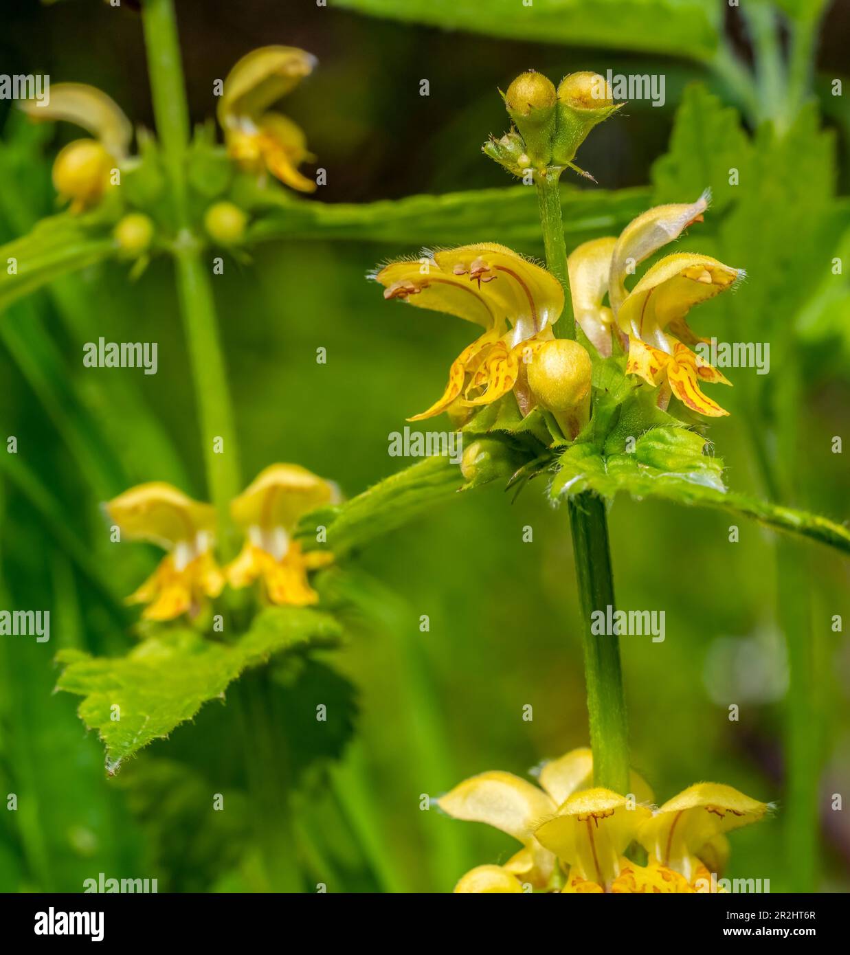 Golden dead nettle yellow archangel hi-res stock photography and images ...