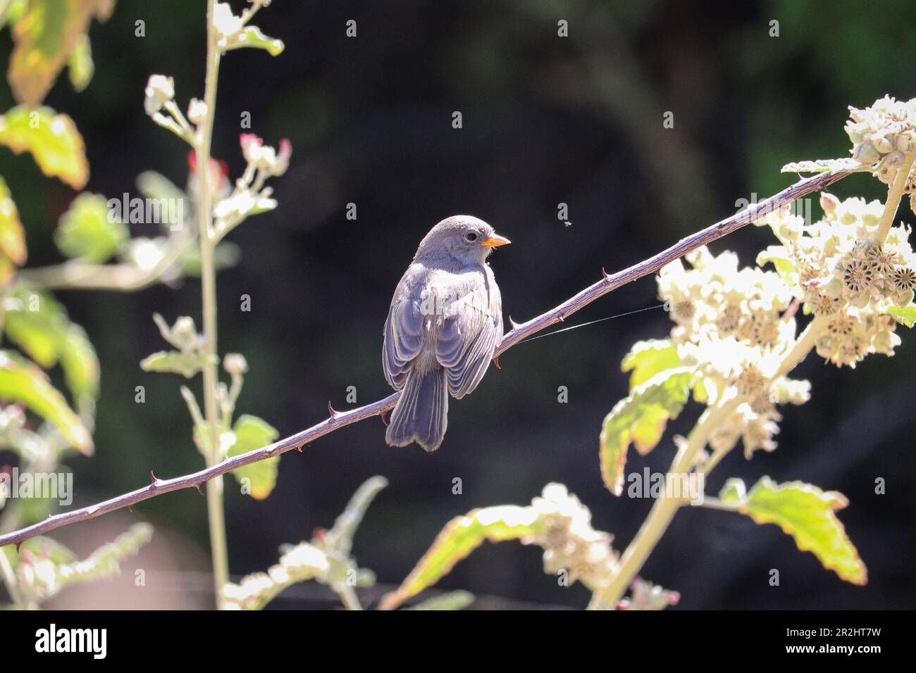 Arizona verdin hi-res stock photography and images - Alamy
