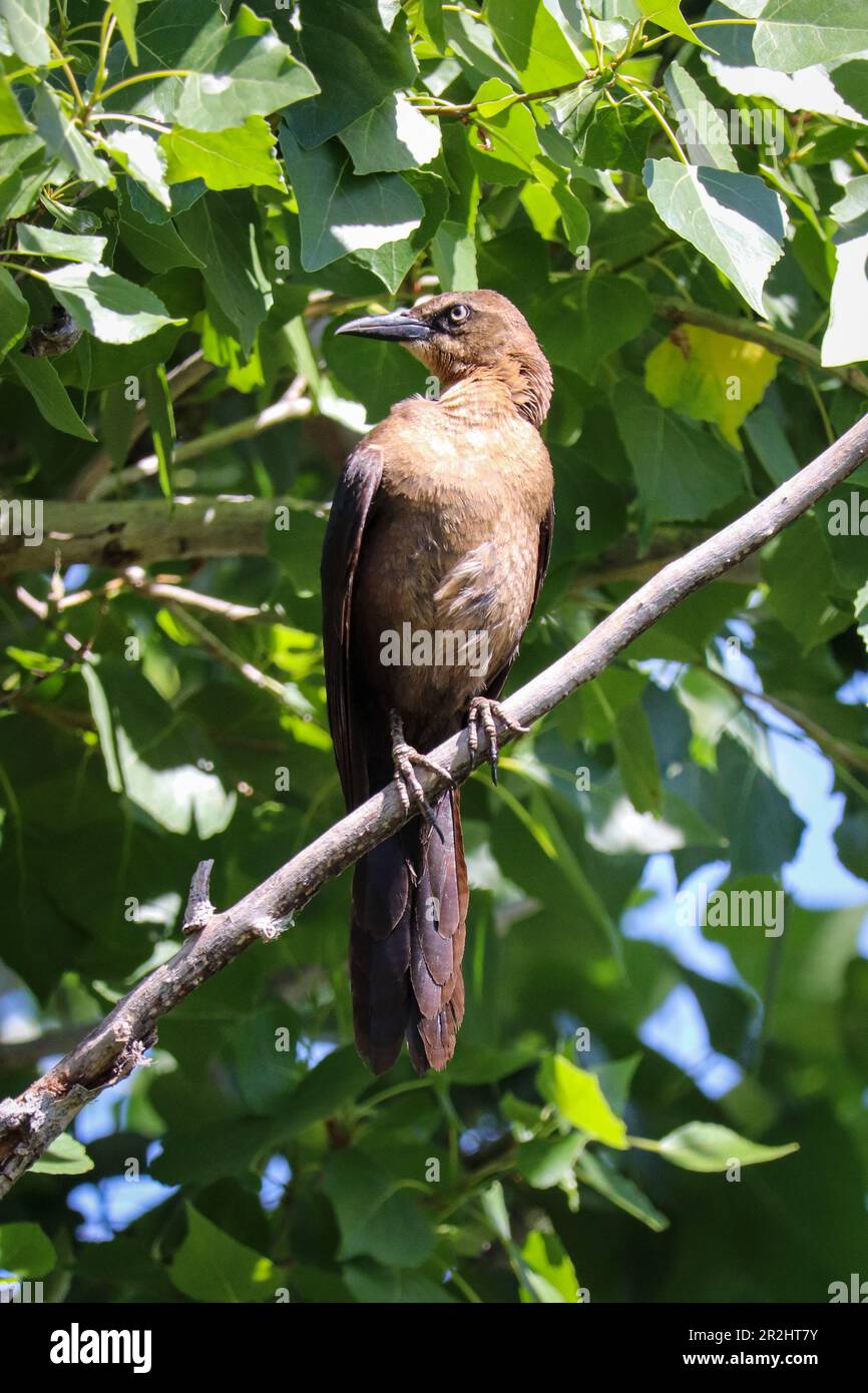 Common grackle female water hi-res stock photography and images - Alamy