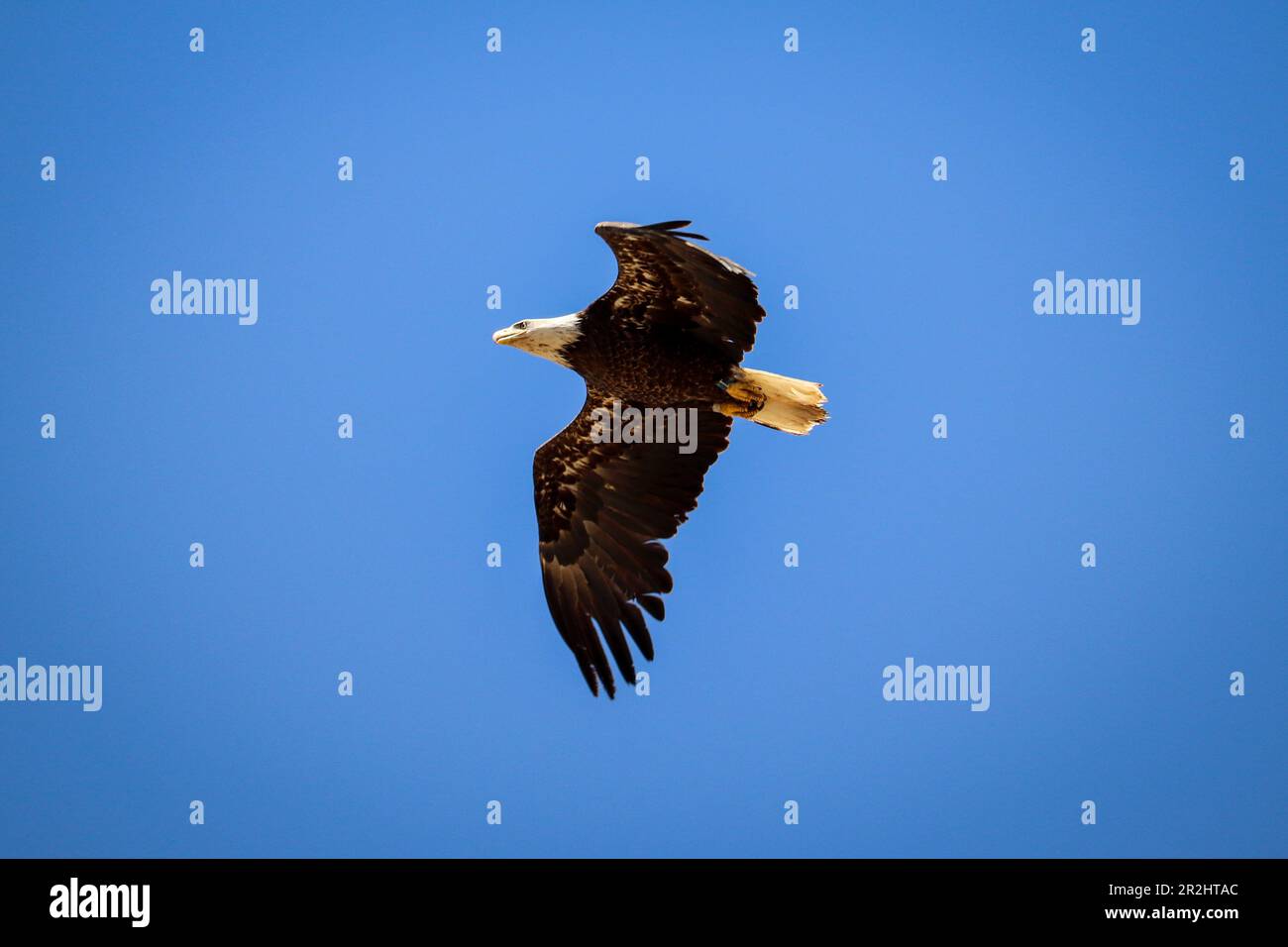 Bald eagle or Haliaeetus leucocephalus flying above Green Valley Park ...