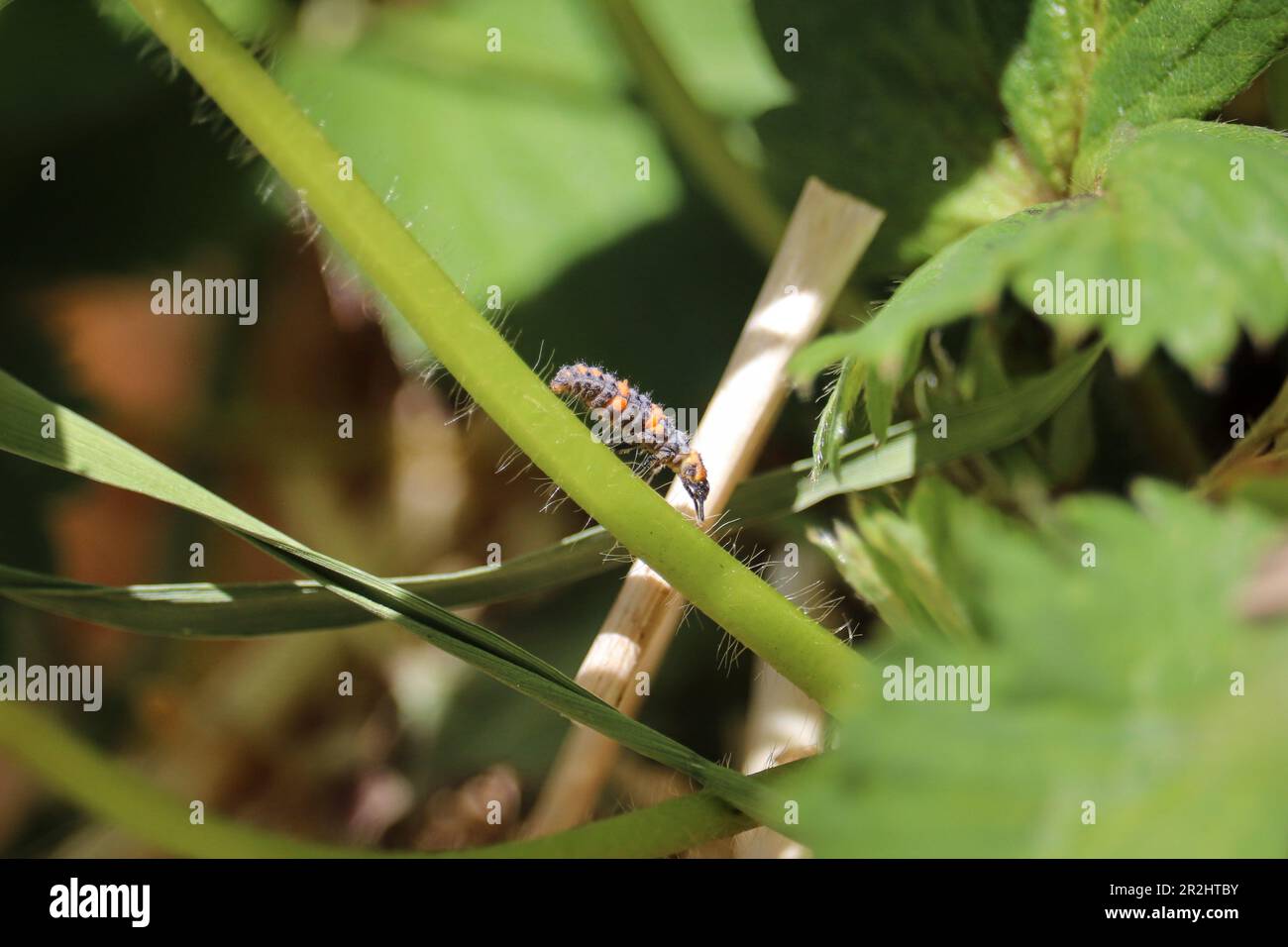 Close up of a baby lady beetle or Coccinellidae on a strawberry stem in ...