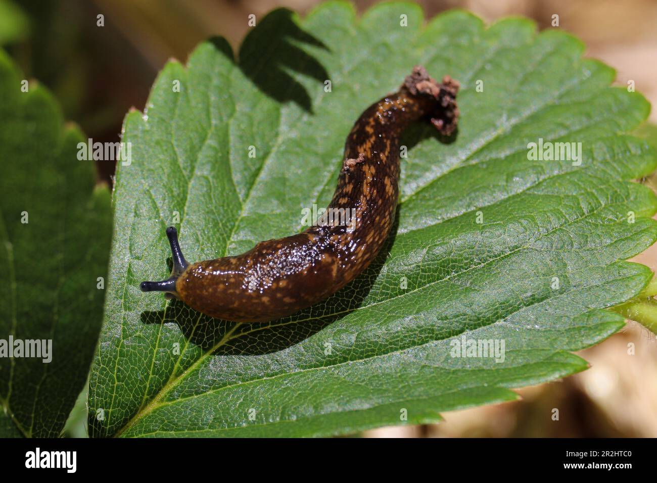Yellow cellar slug or Limacus flavus on a strawberry leaf in a garden ...