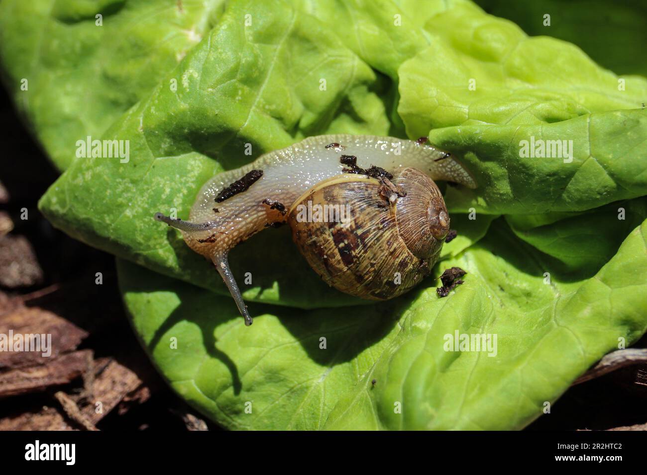Garden snail or Cornu apersum on a lettuce plant in a garden in Payson ...