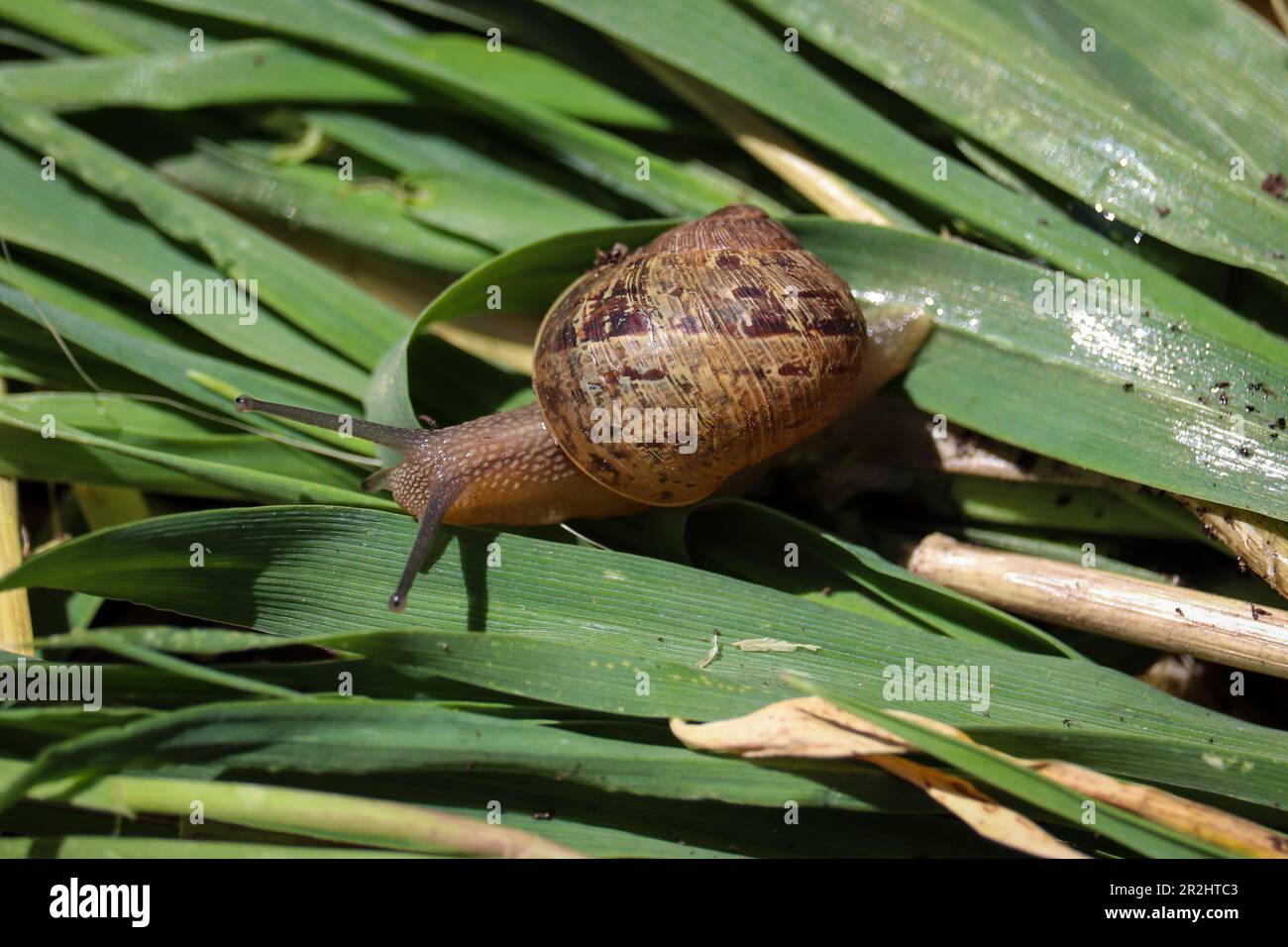Garden snail or Cornu aspersum on some grass leaves in a garden in ...