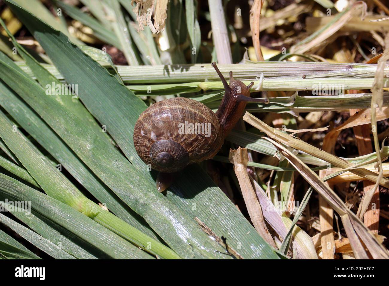 Garden snail or Cornu aspersum in a garden in Payson, Arizona Stock ...