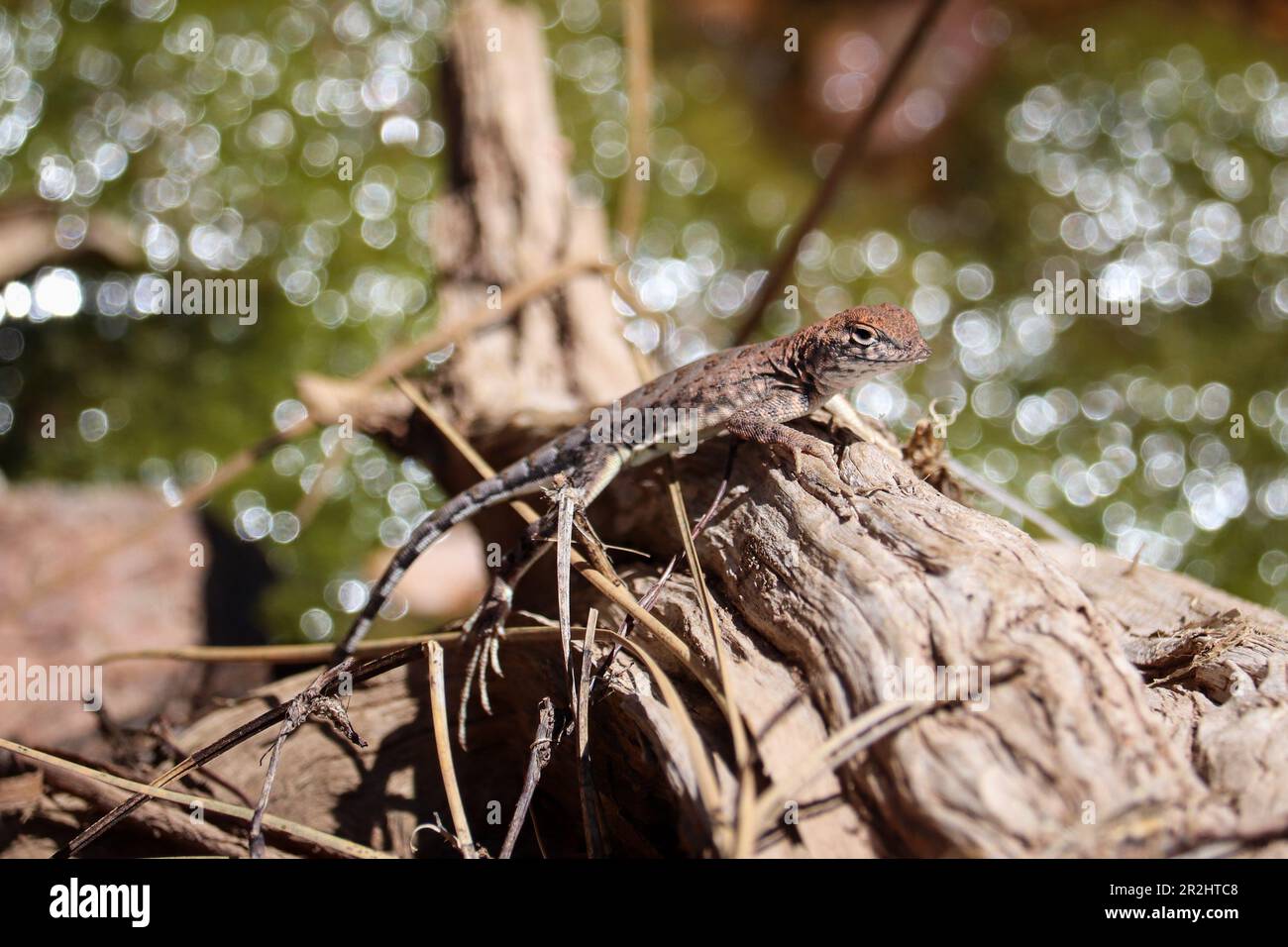 Young greater earless lizard or Cophosaurus texanus resting on a branch ...