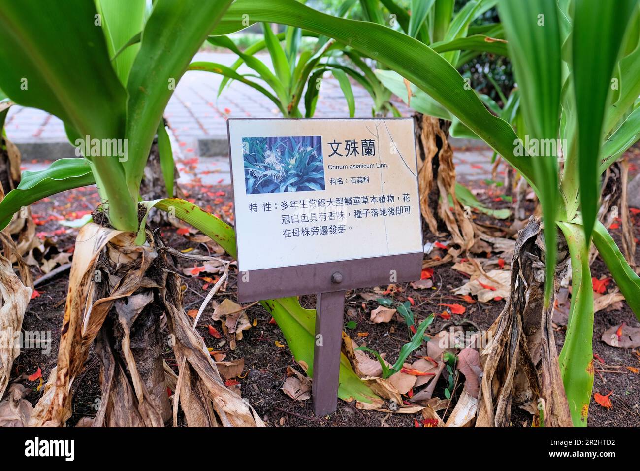 Latin botanical name plate and plant description in Chinese for Crinum ...