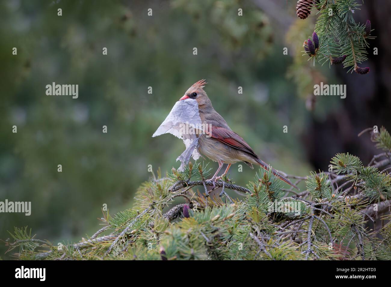 The female northern cardinal brings material for nest building Stock ...