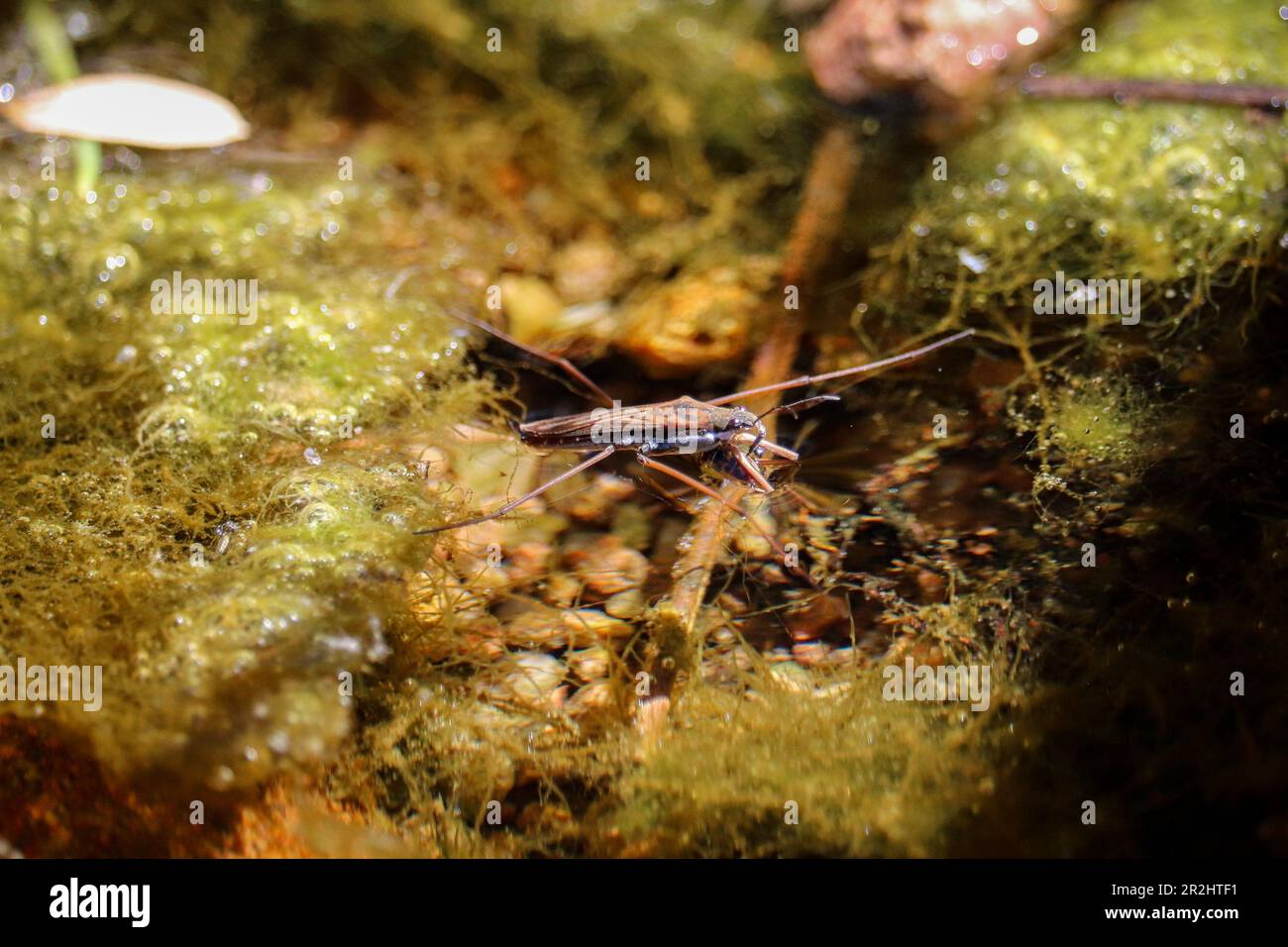 Common water strider or Aquarius remigis feeding on a small bug in a ...