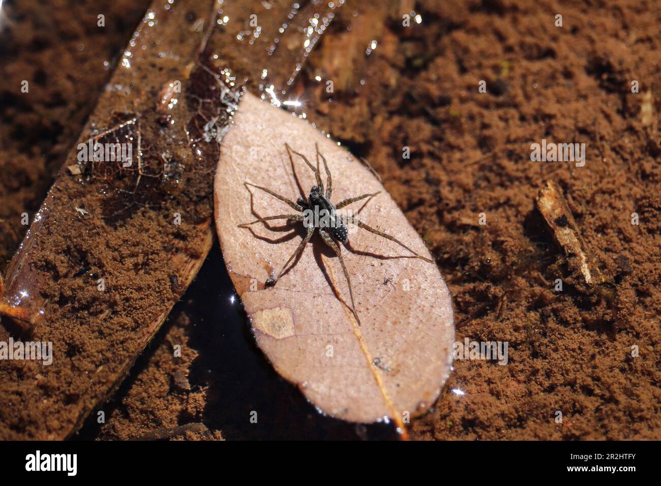 Small wolf spider or Lycosidae standing in a leaf in a steam at the ...