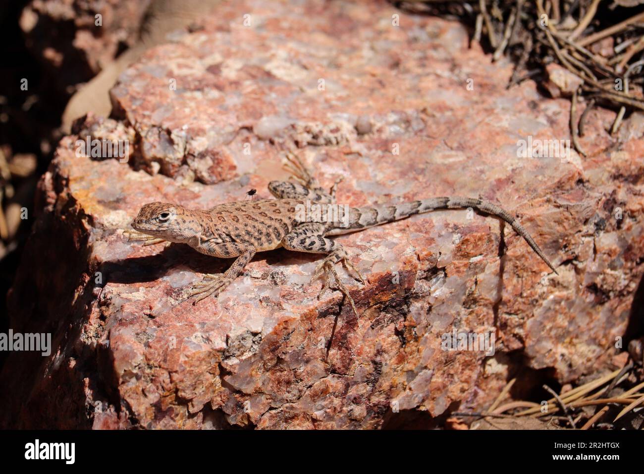 Greater earless lizard or Cophosaurus texanus resting on a rock with a ...
