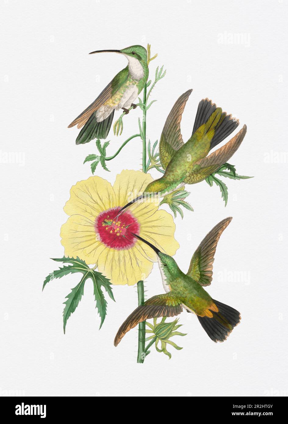 Beautiful hummingbird illustration. Colorful hummingbird painting on ...