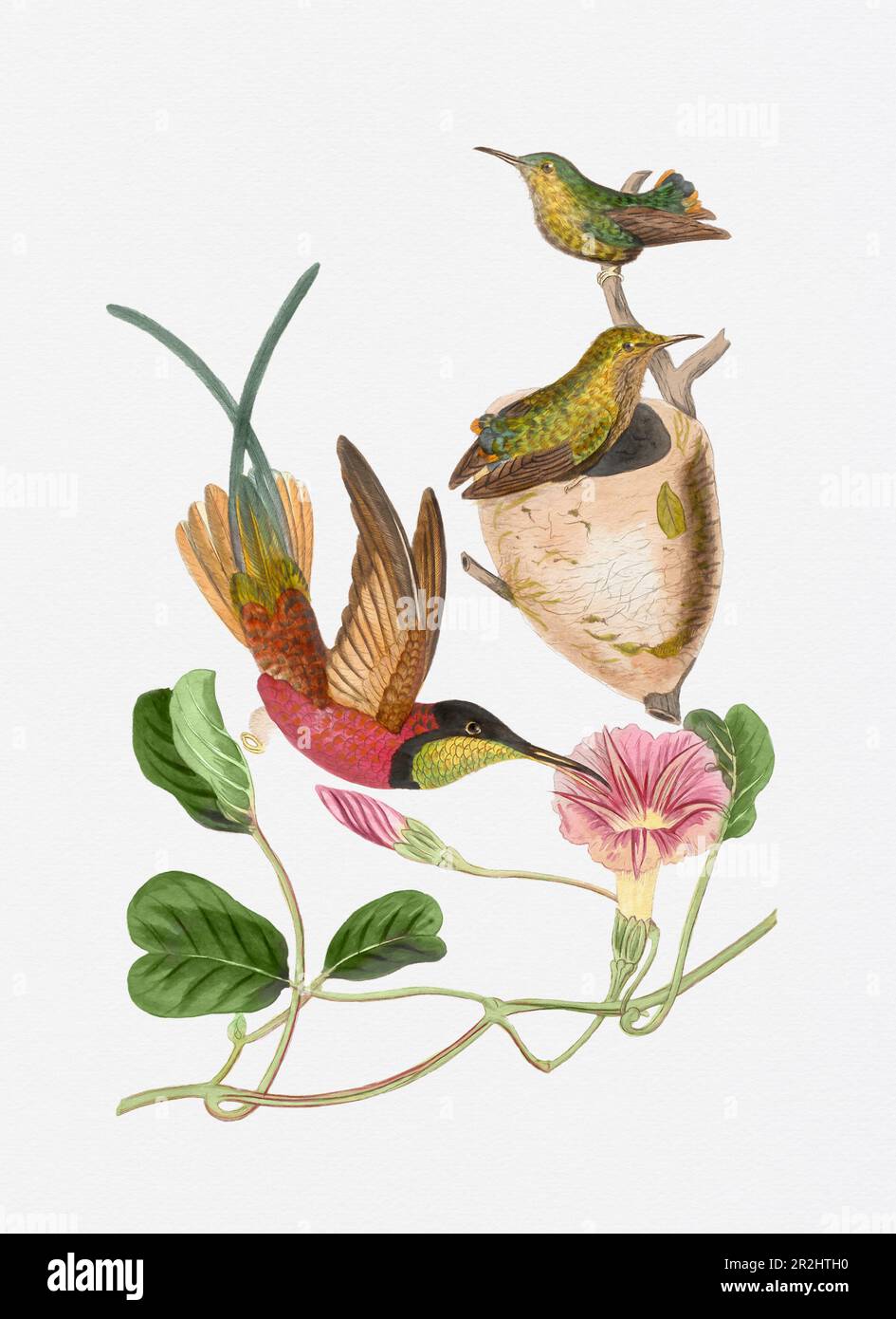 Beautiful hummingbird illustration. Colorful hummingbird painting on ...