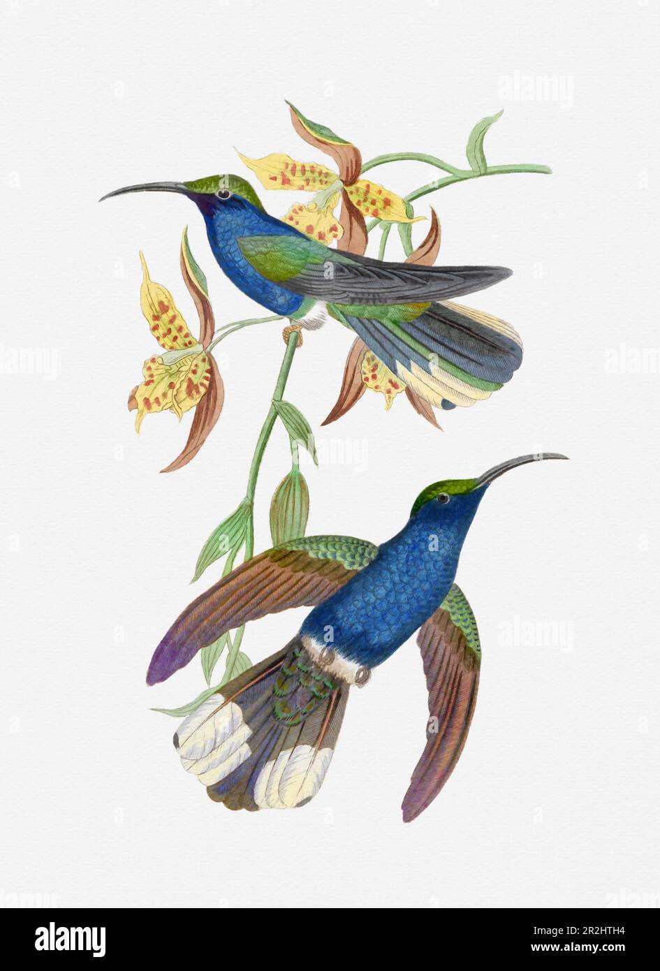 Beautiful hummingbird illustration. Colorful hummingbird painting on ...