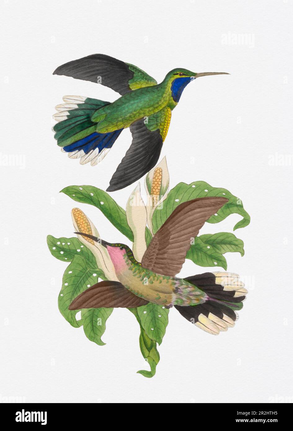 Beautiful hummingbird illustration. Colorful hummingbird painting on ...