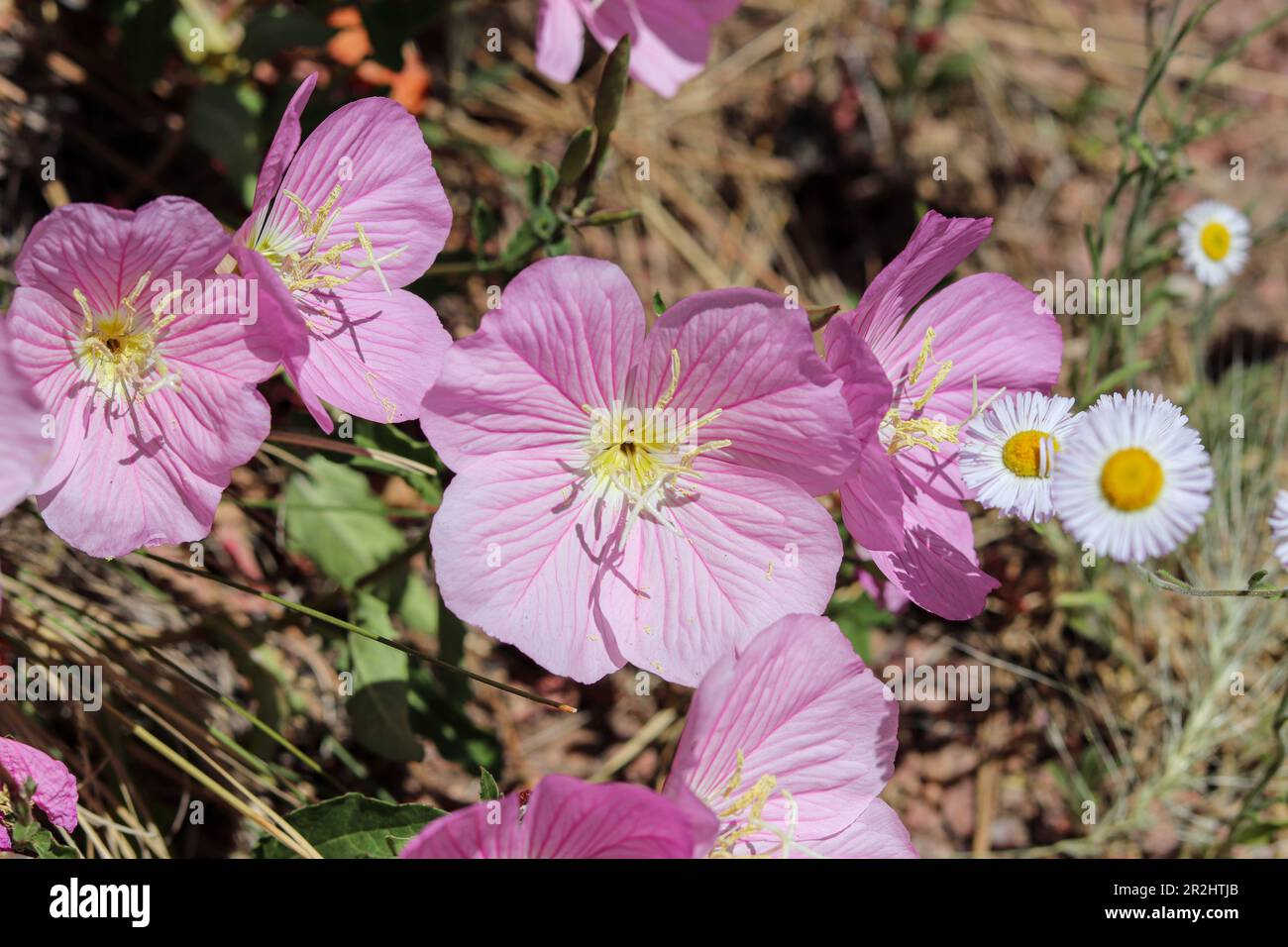 Pink evening primrose or Oenothera speciosa in bloom at the sawmill ...