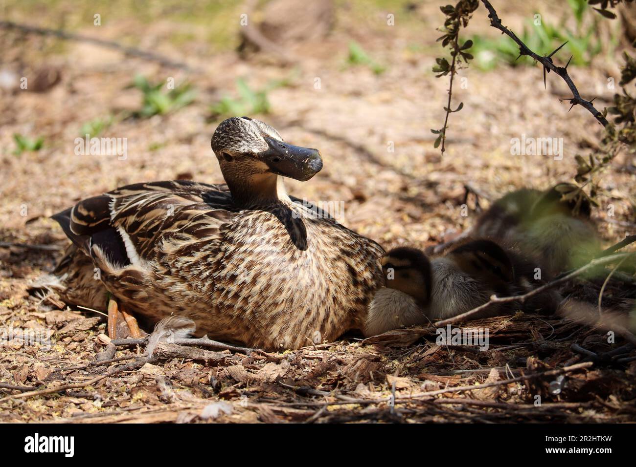Ducklings in spring hi-res stock photography and images - Alamy