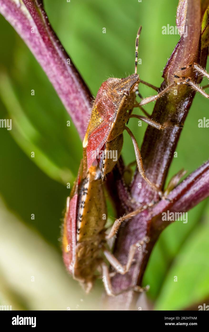 Macro shot showing two mating sloe bugs in natural ambiance Stock Photo ...