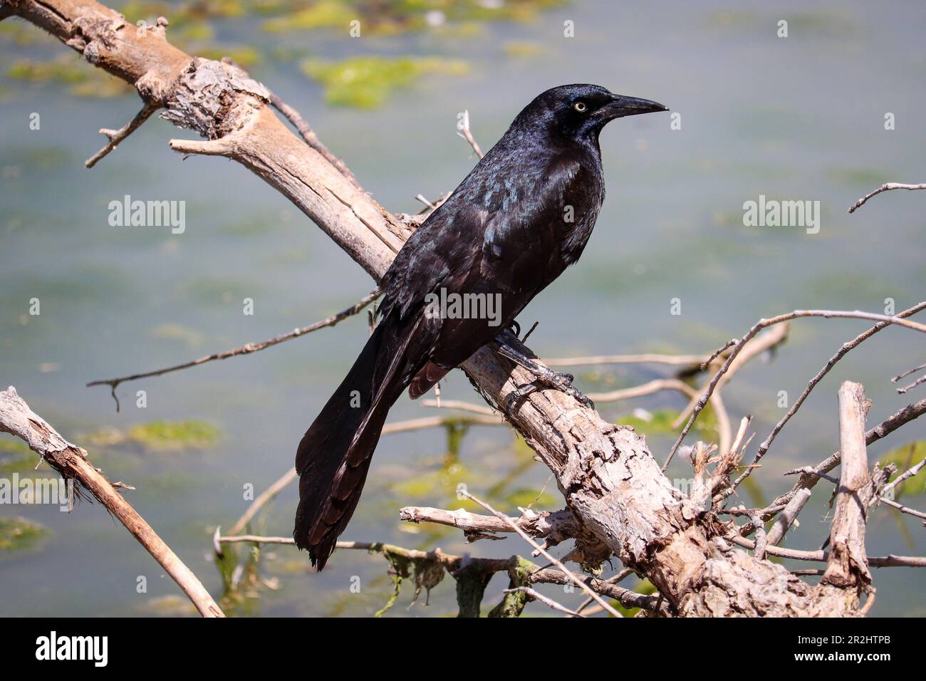 Male great-tailed grackle or Quiscalus mexicanus perching on a tree ...