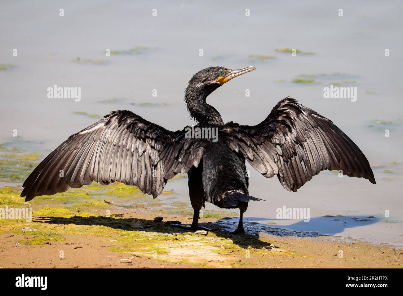 Neotropical migratory bird hi-res stock photography and images - Alamy