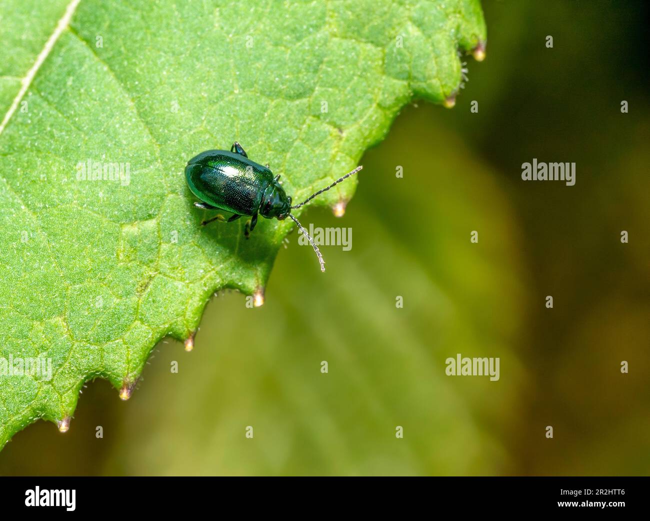 Closeup shot of a altica flea beetle at the edge of a green leaf Stock ...