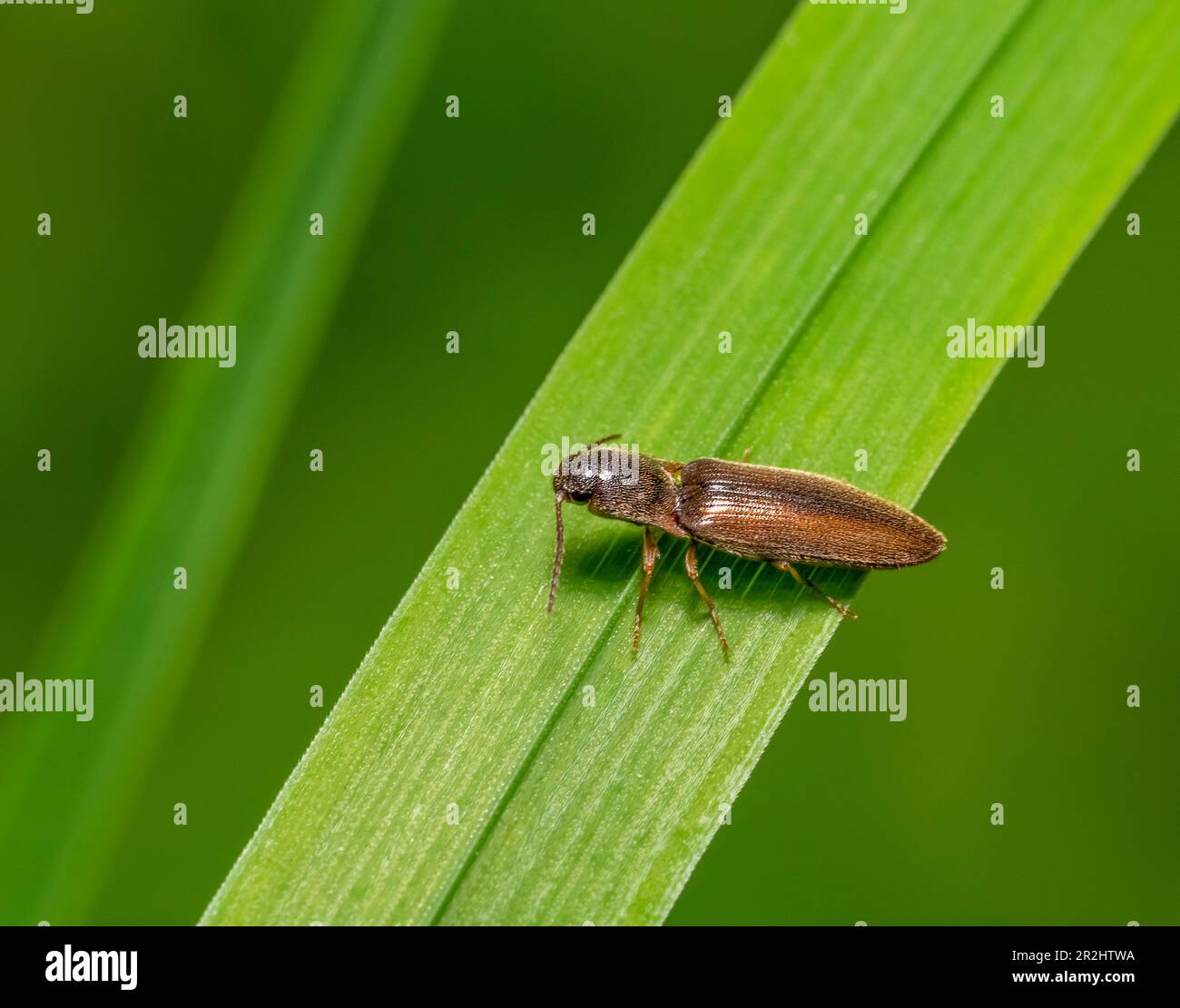 Garden wireworm resting on a grass leaf in sunny ambiance Stock Photo ...