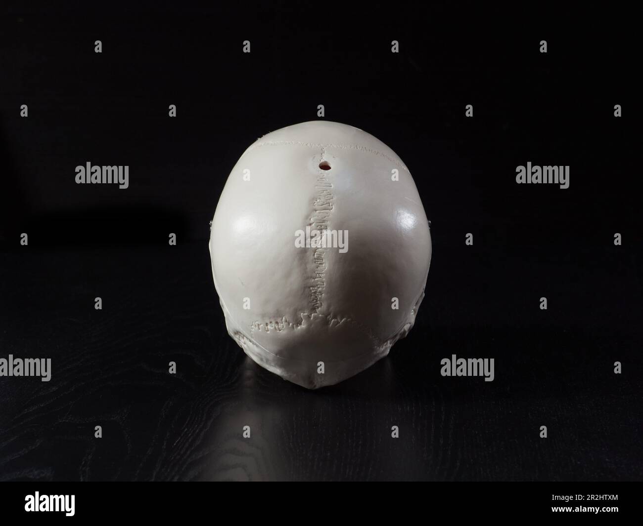 Specimen of the skull Stock Photo - Alamy