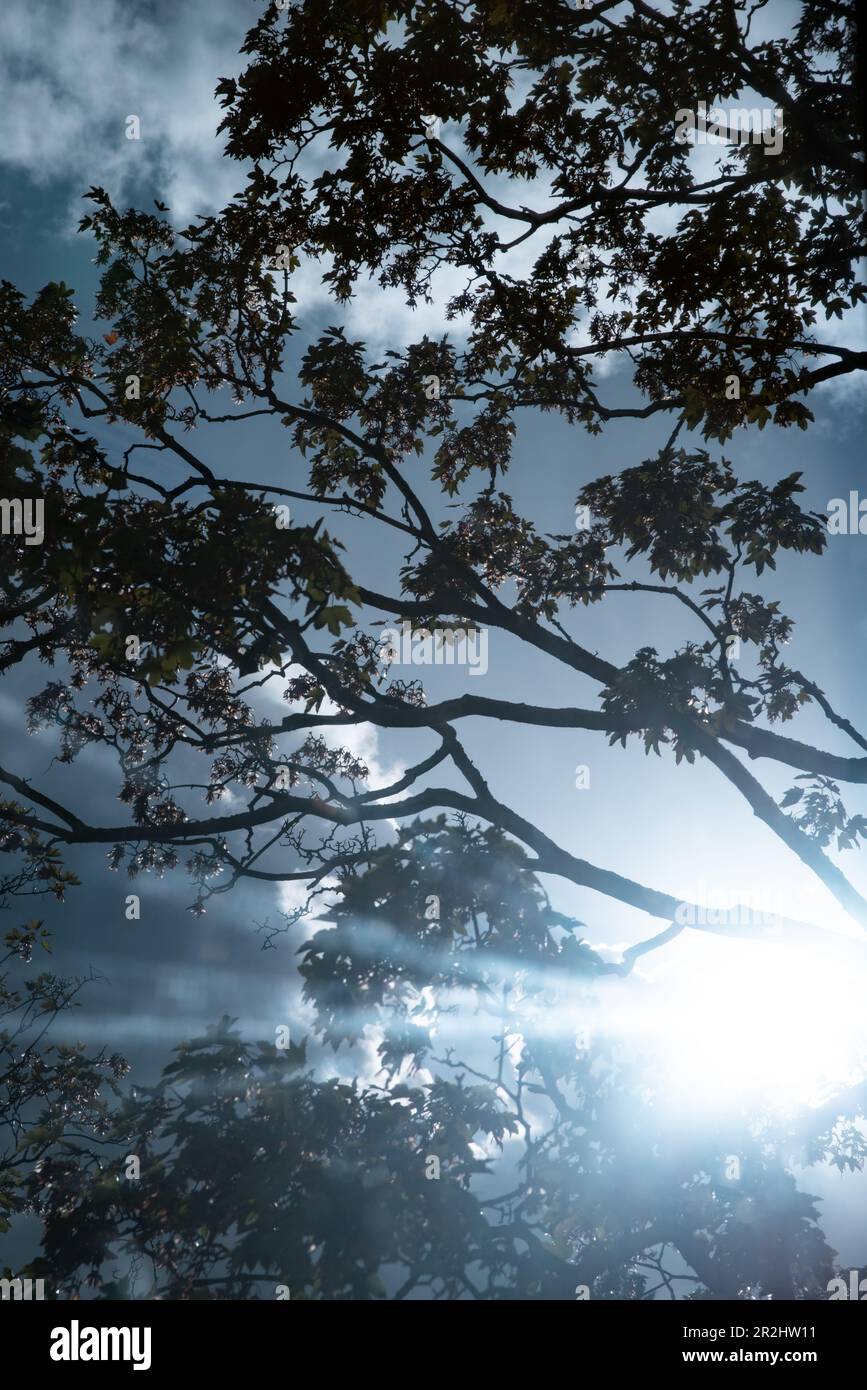 Flares through tree hi-res stock photography and images - Alamy