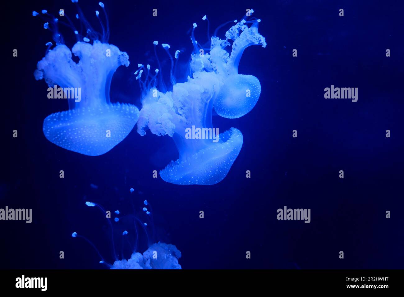 Cyanea capillata lion's mane jellyfish is confined to cold, boreal ...