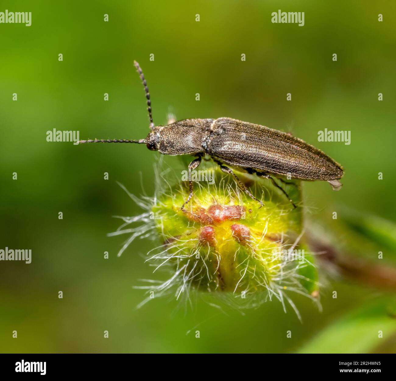 Click beetle resting on a hairy plant bud in natural green back Stock ...