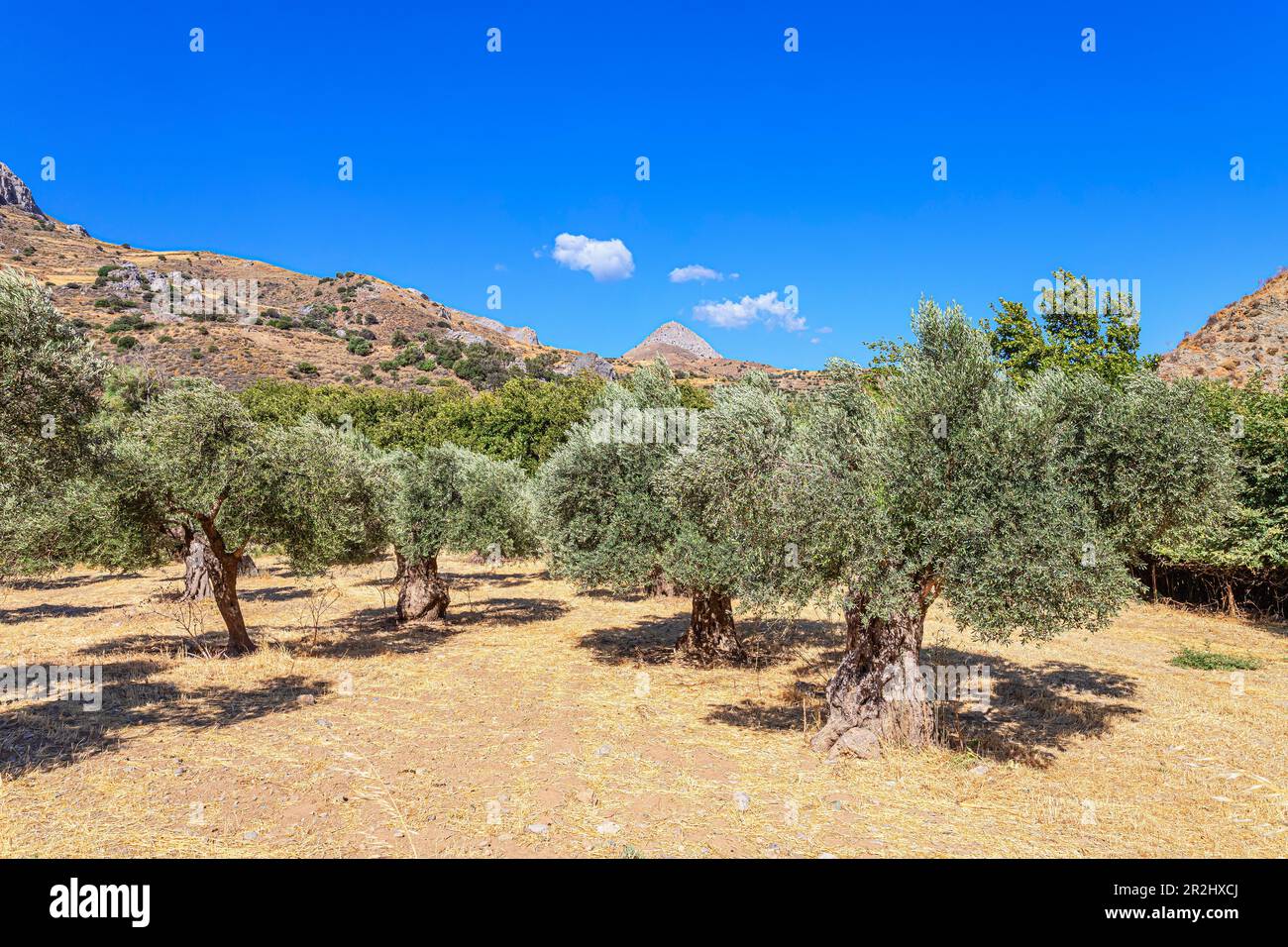 Griechische farm hi-res stock photography and images - Alamy