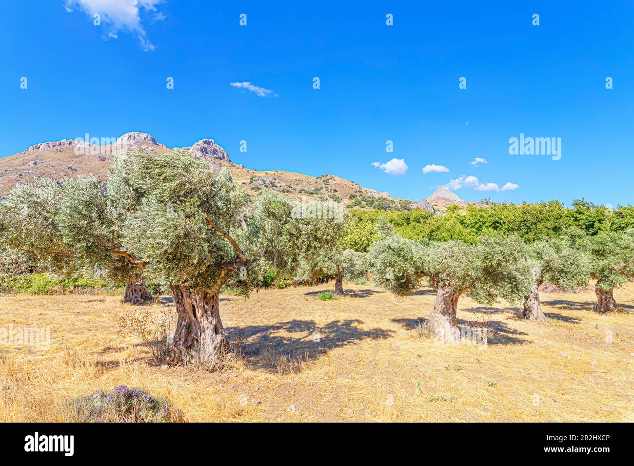 Centuries old olive hi-res stock photography and images - Alamy