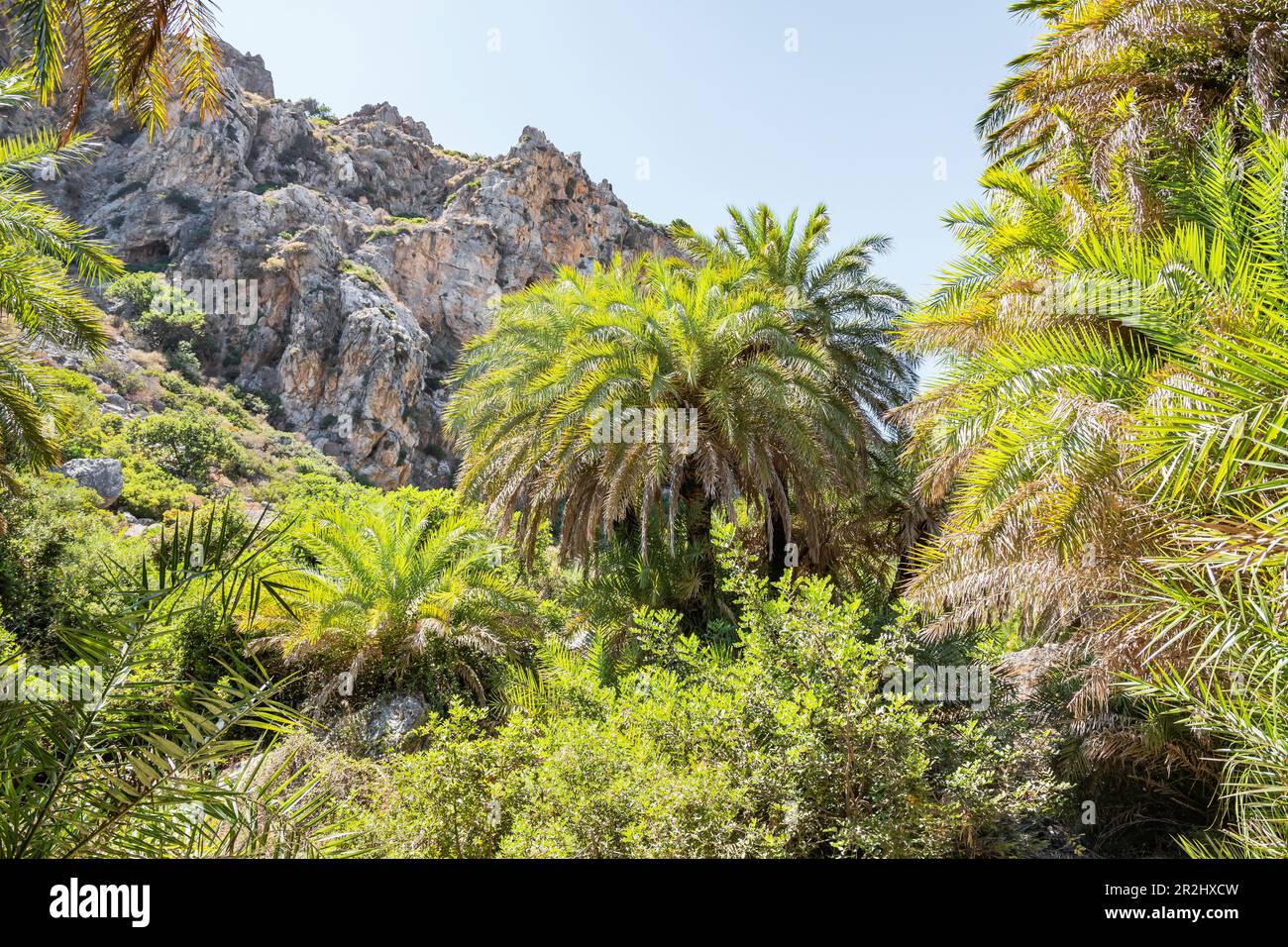 Preveli palm forest hi-res stock photography and images - Alamy