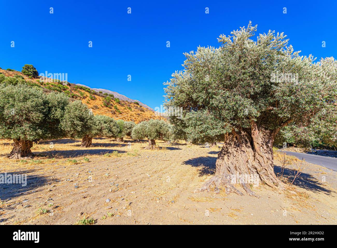 Centuries old olive hi-res stock photography and images - Alamy