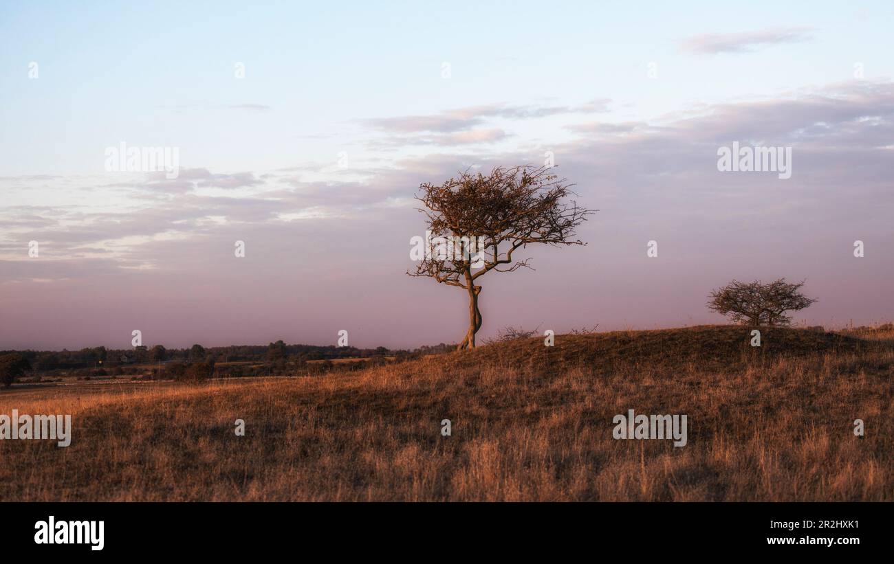 Single small tree in meadow. Sunset, golden light. Seems like tree is ...
