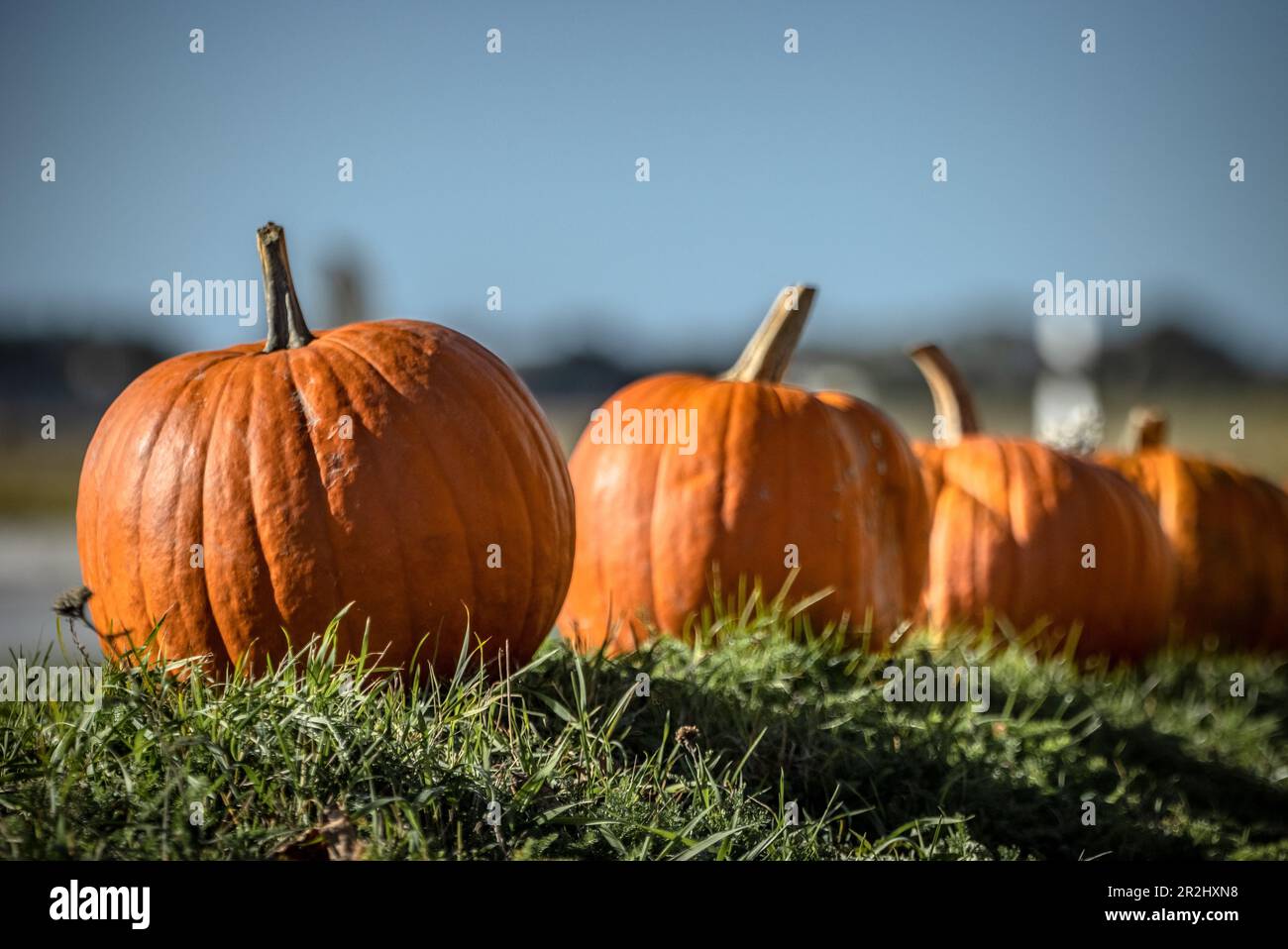 Four pumpkins hi-res stock photography and images - Alamy