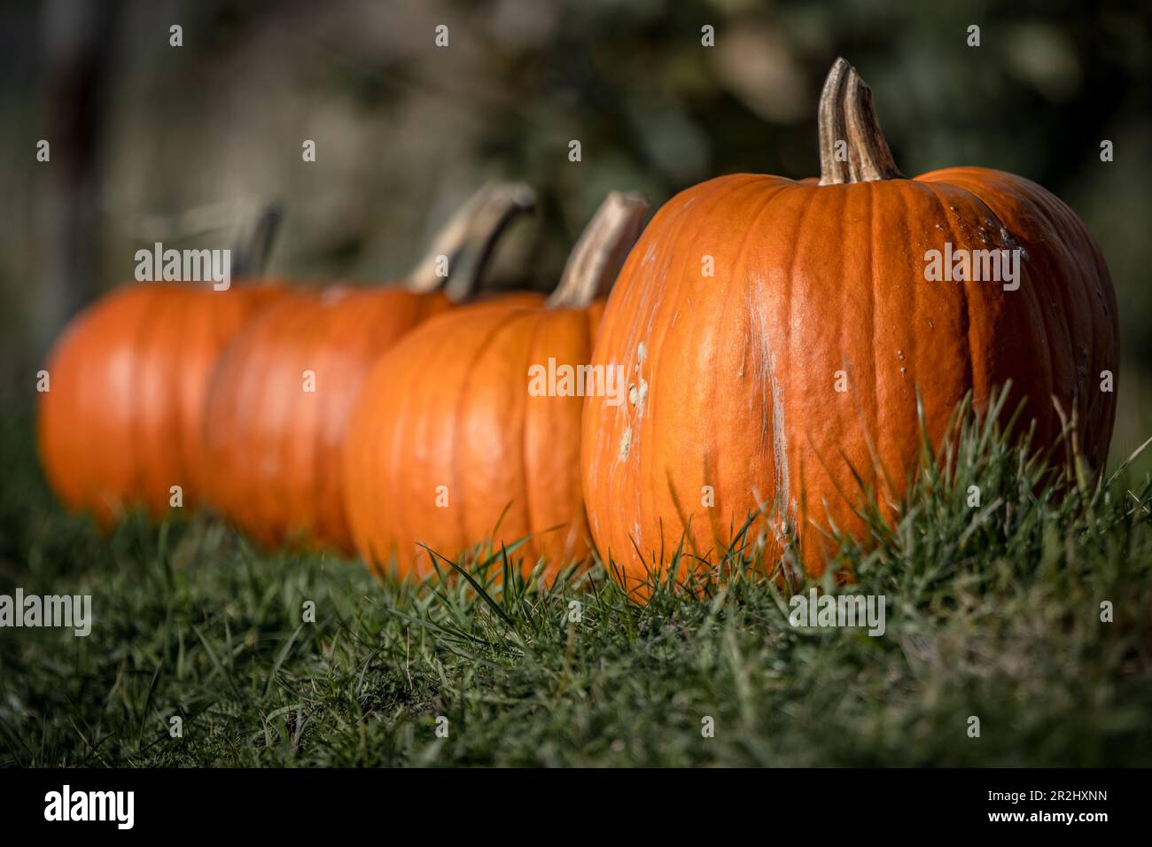 Pumpkins in a row hi-res stock photography and images - Alamy